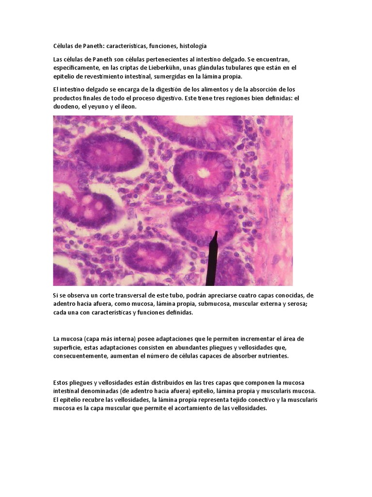 Células Paneth | PDF | Intestino delgado | Tracto gastrointestinal