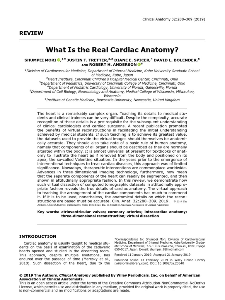 Corazon Anatomia Real | PDF | Coronary Circulation | Atrium (Heart)