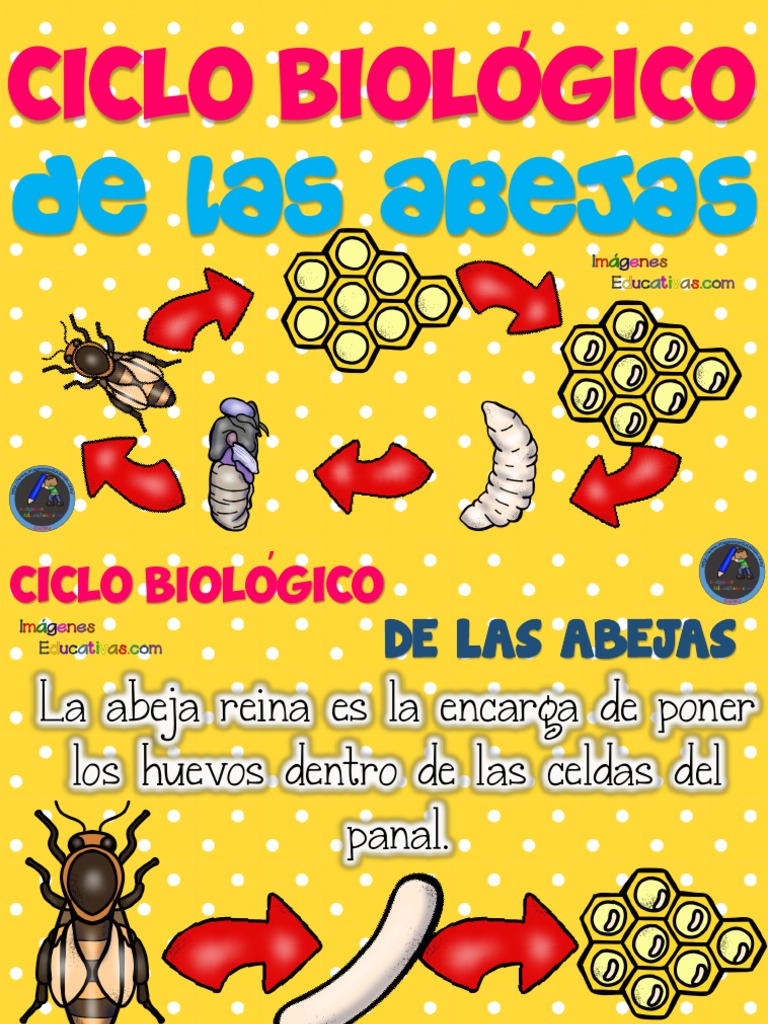 Ciclo de Vida de las Abejas | PDF