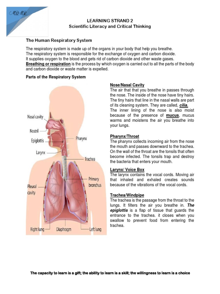 LS 2 - Human Respiratory System | PDF | Respiratory Tract | Lung