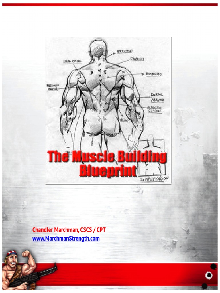 Muscle Building Blueprint | PDF | Wellness | Lifestyle