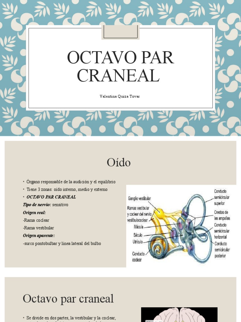 La anatomía y funciones del octavo par craneal | PDF