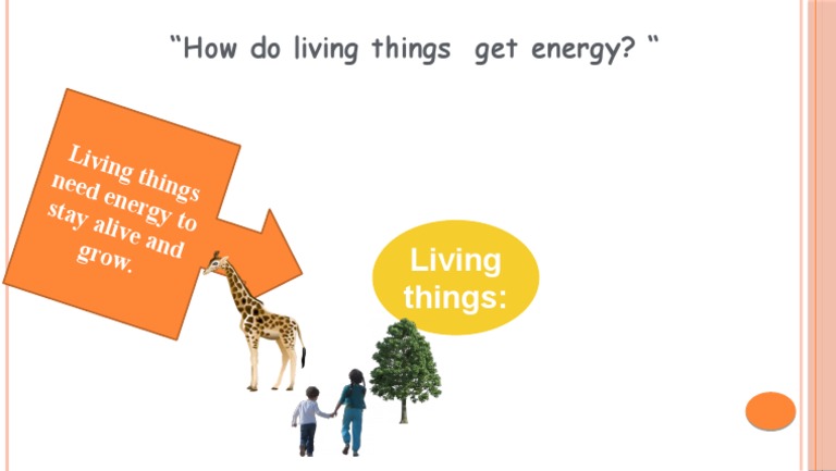 How Do Living Things Get Energy? | PDF