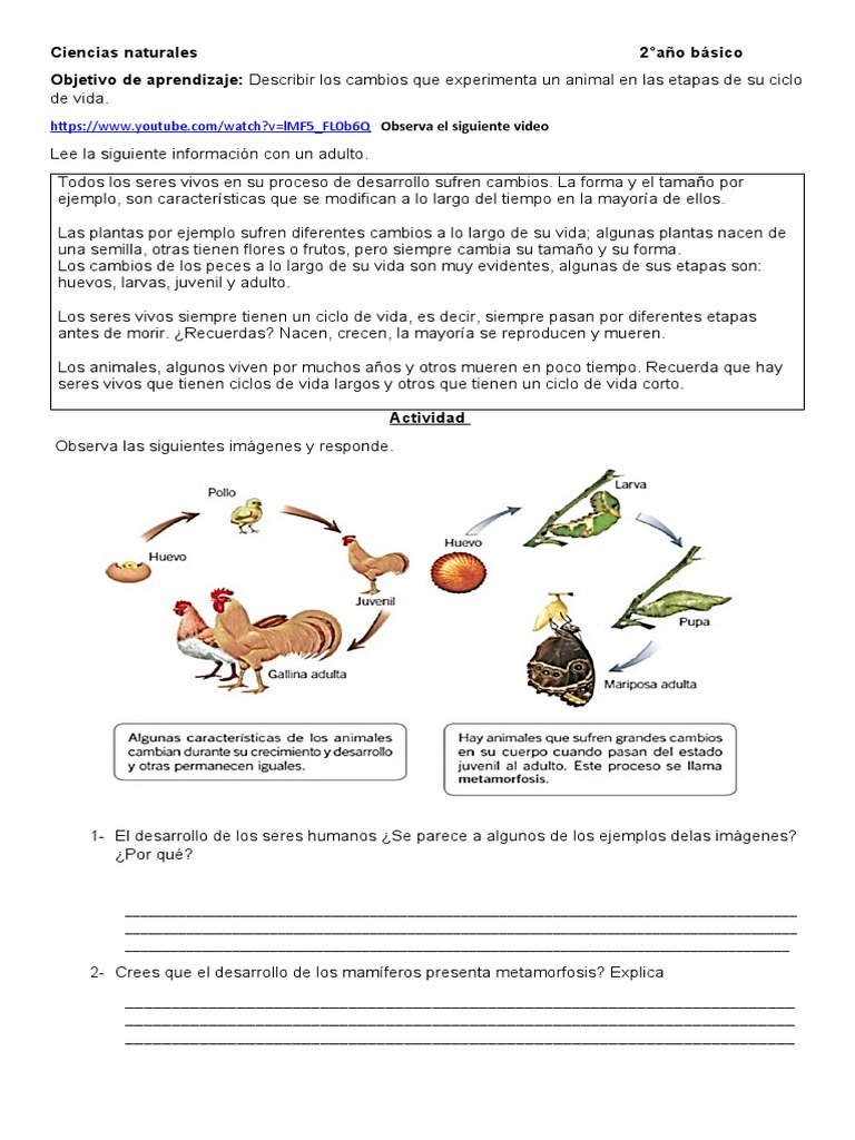 Ciencias Naturales Los Ciclos de Vida | PDF | Vida | Organismos