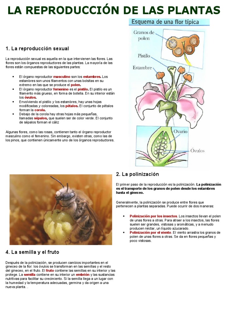 La Reproducción de Las Plantas | PDF | Flores | Fruta