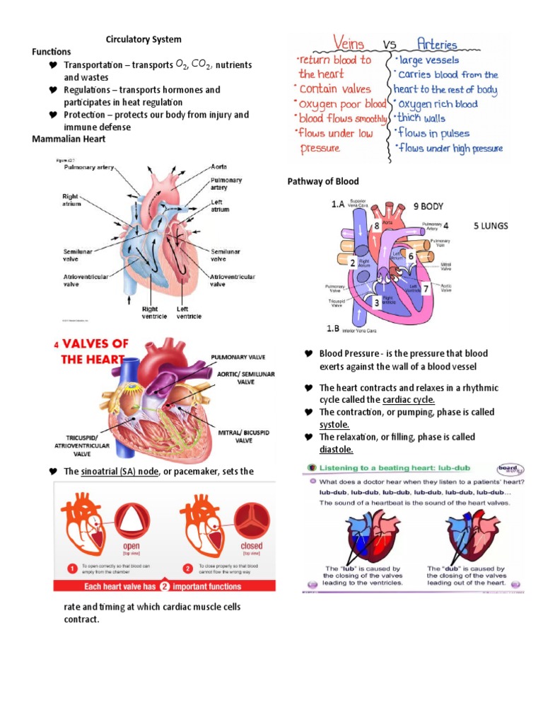 Circulatory System Functions | PDF