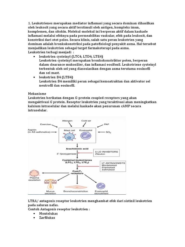Leukotrien: Peran dan Terapi Asma | PDF | Pengembangan Diri | Kesehatan ...