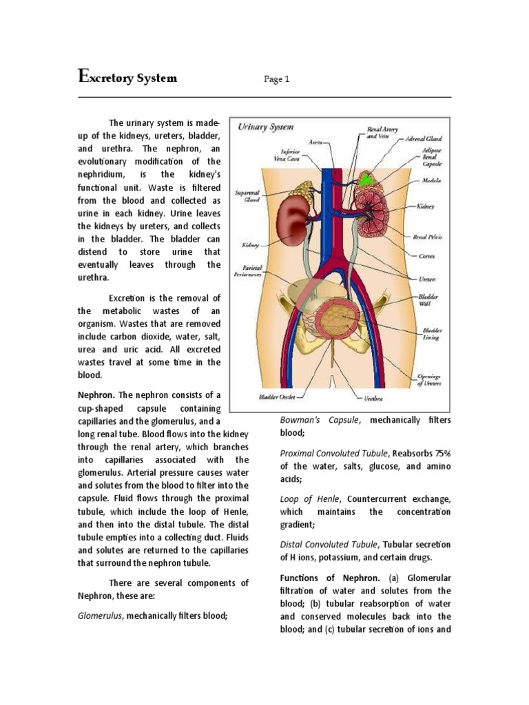 Excretory System Chapter 9th | PDF | Kidney | Urinary System