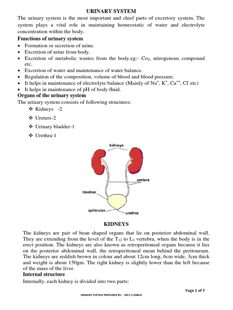 Urinary System | PDF