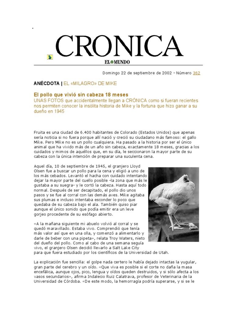 El pollo Mike: 18 meses sin cabeza | PDF | Pollo