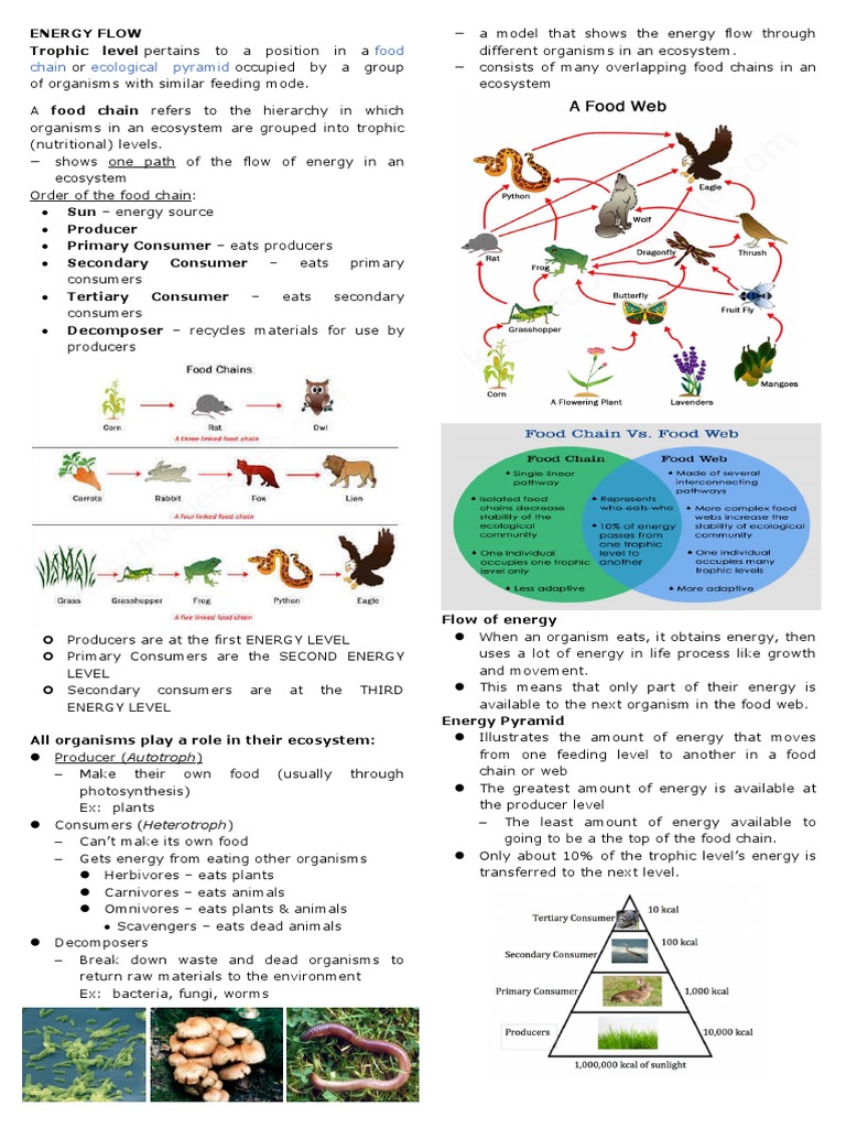 Food Chain Ecological Pyramid | PDF | Food Web | Systems Ecology