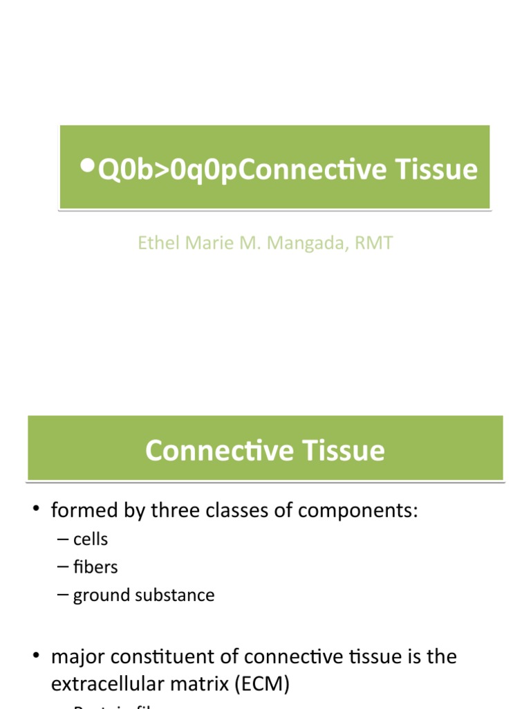 Connective Tissue | PDF | Extracellular Matrix | Connective Tissue