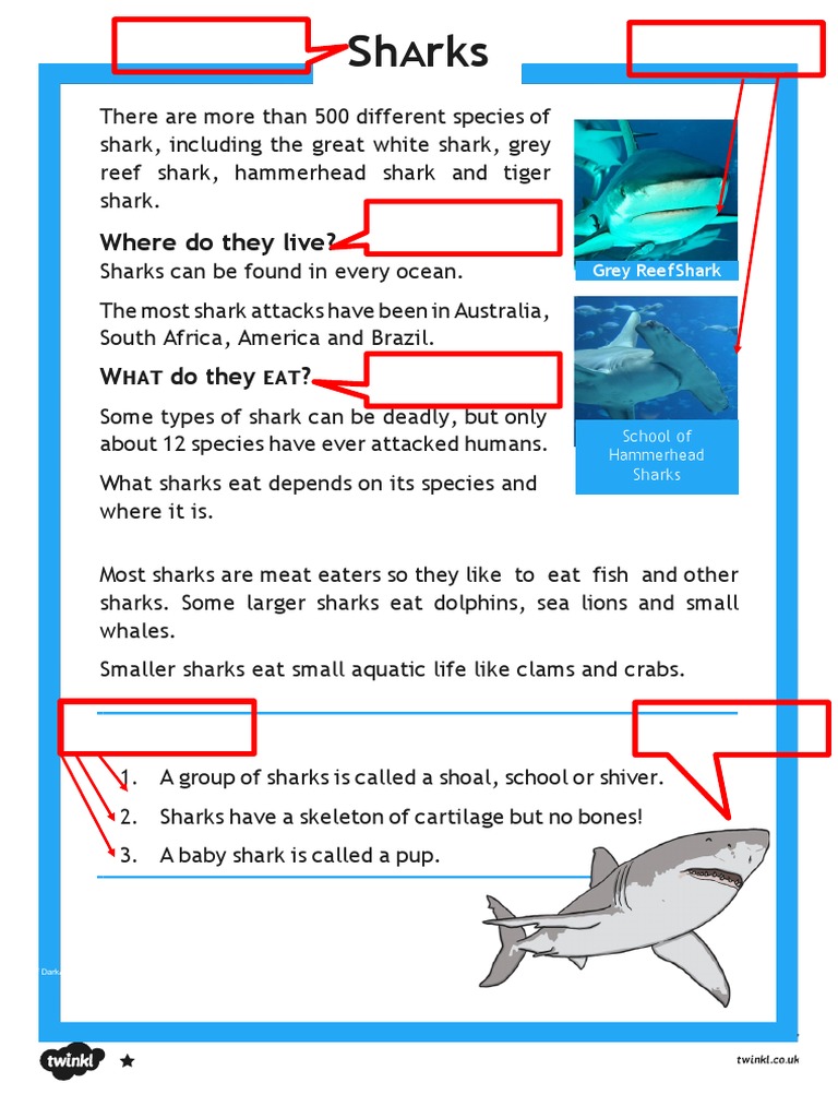 Worksheet Shark Report | PDF