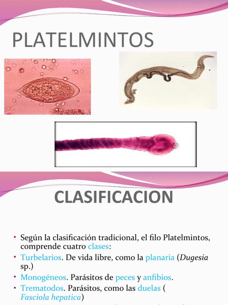 GENERALIDADES DE LOS PLATELMINTOS | Protostomas | Organismos