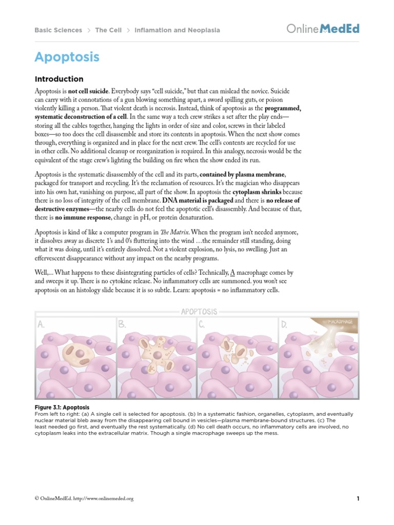 Inflammation and Neoplasia Apoptosis | PDF | Apoptosis | Caspase 3