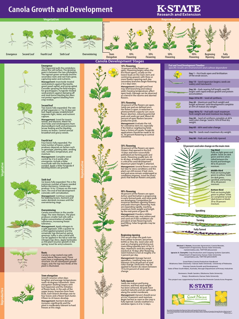 Canola Growth and Development | Download Free PDF | Legume | Seed