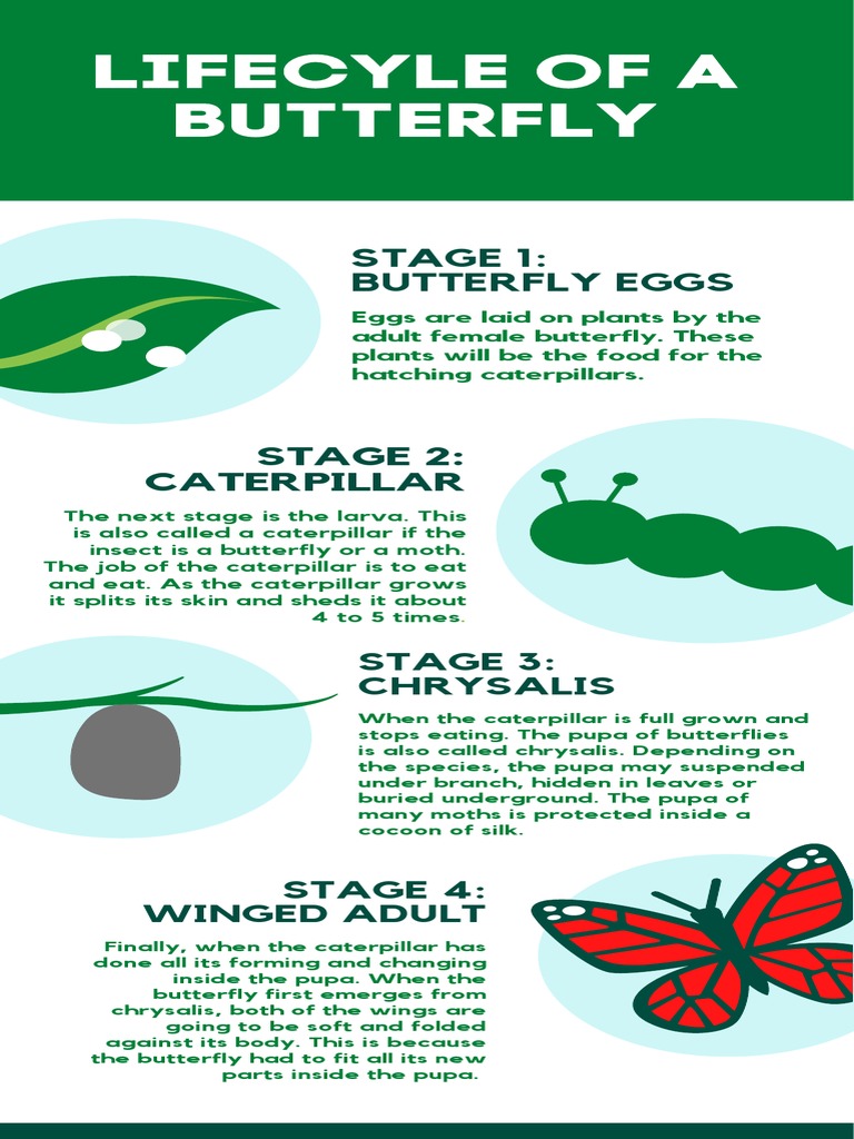 Butterfly Life Cycle Stages Explained | PDF