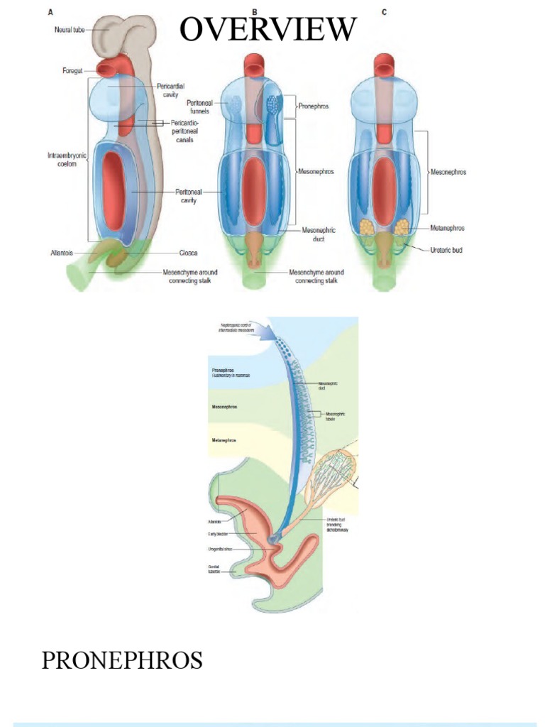Embryology Urogenital System: Diagrams | PDF
