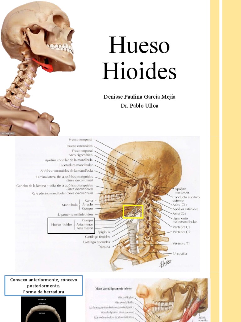 Hueso Hioides | PDF