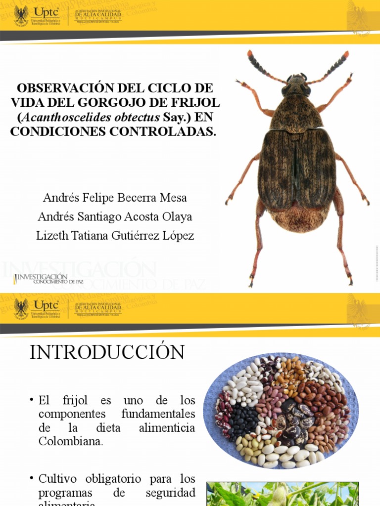 OBSERVACIÓN DEL CICLO DE VIDA DEL GORGOJO DE FRIJOL ( Acanthoscelides Obtectus Say.) EN ...