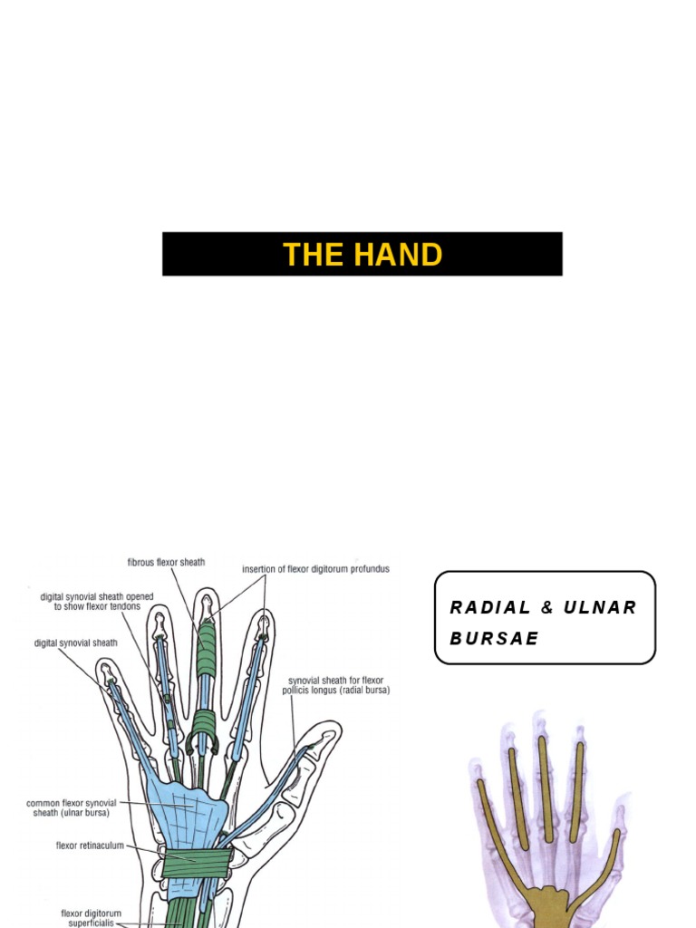 Hand | PDF