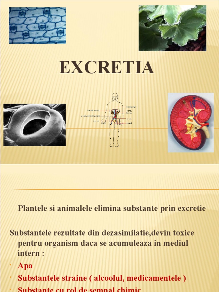 Excretia La Plante | PDF