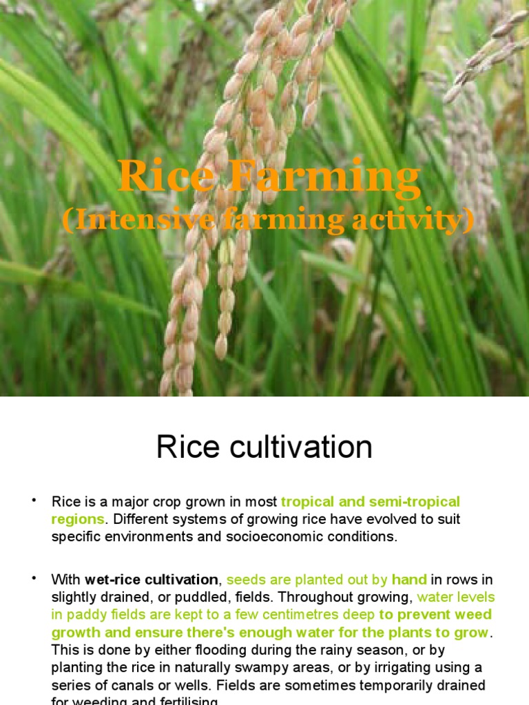 Rice Farming | Intensive Farming | Rice