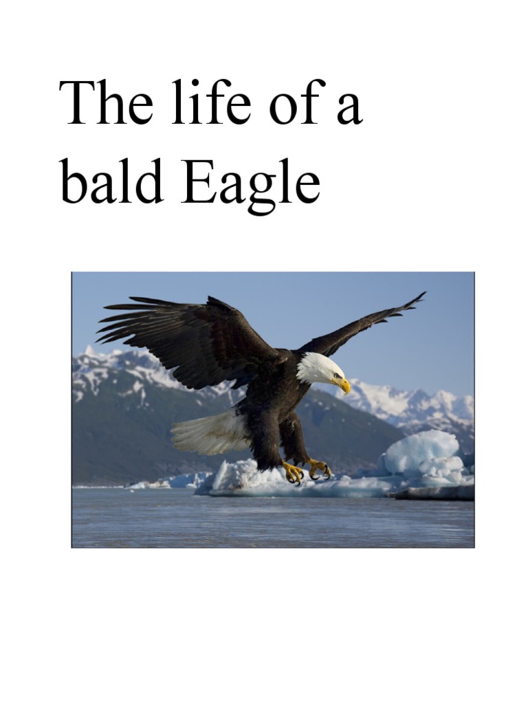 The Life of A Bald Eagle | PDF | Bald Eagle | Eagle