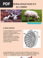 Anatomia y Fisiologia de Aparato Reproductor Del Gallo | PDF | Salud y ...