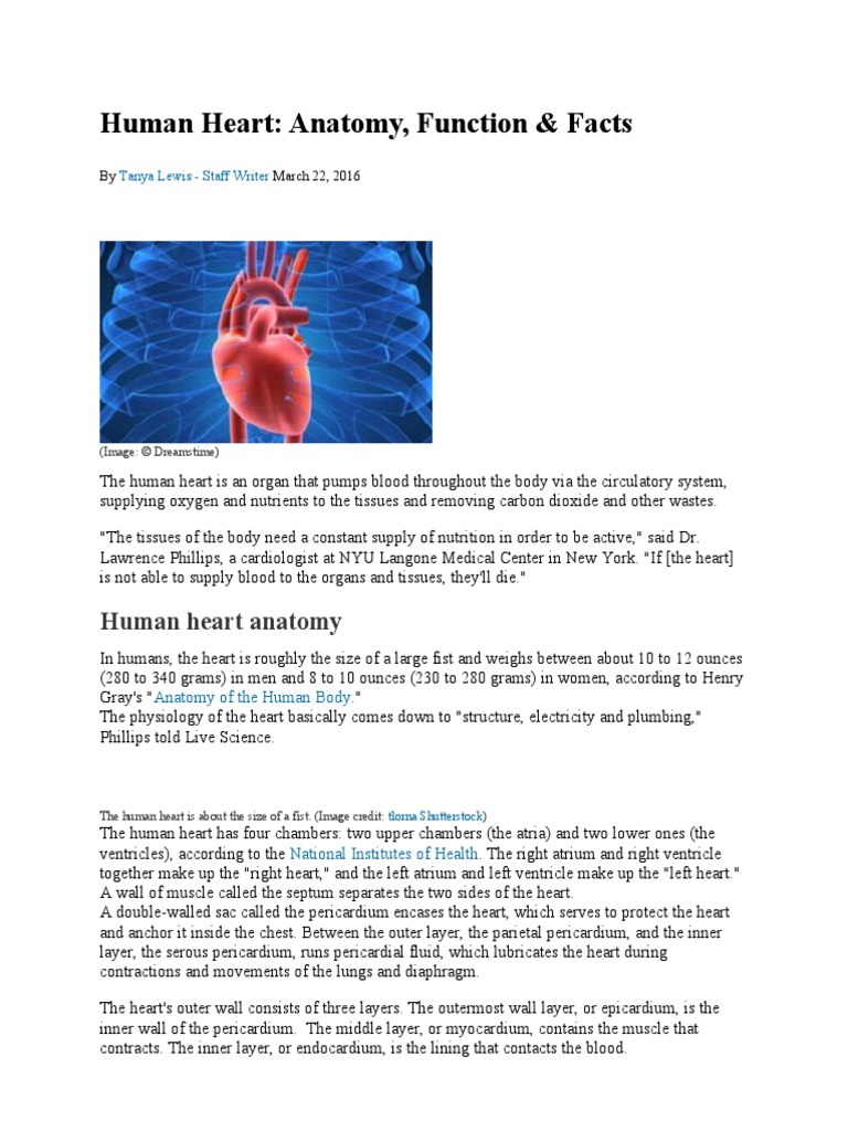 Human Heart | PDF | Heart | Heart Valve