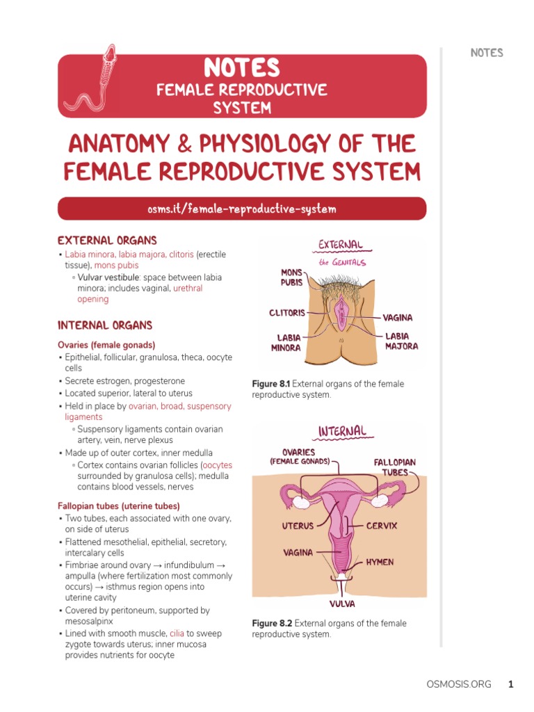 1.female Reproductive System PDF | PDF | Lactation | Menstrual Cycle