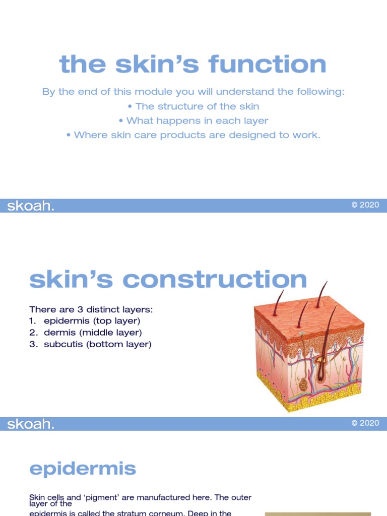 1 - The Skin's Function PDF | PDF | Skin | Epidermis