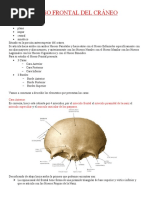 1 Region Superciliar | PDF | Cráneo | Anatomía humana