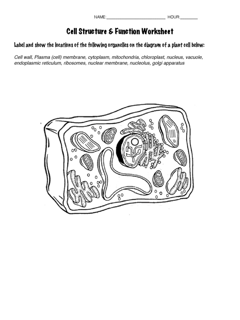 Cell Structure And Function Worksheet Doc Plant Cell | Parts,