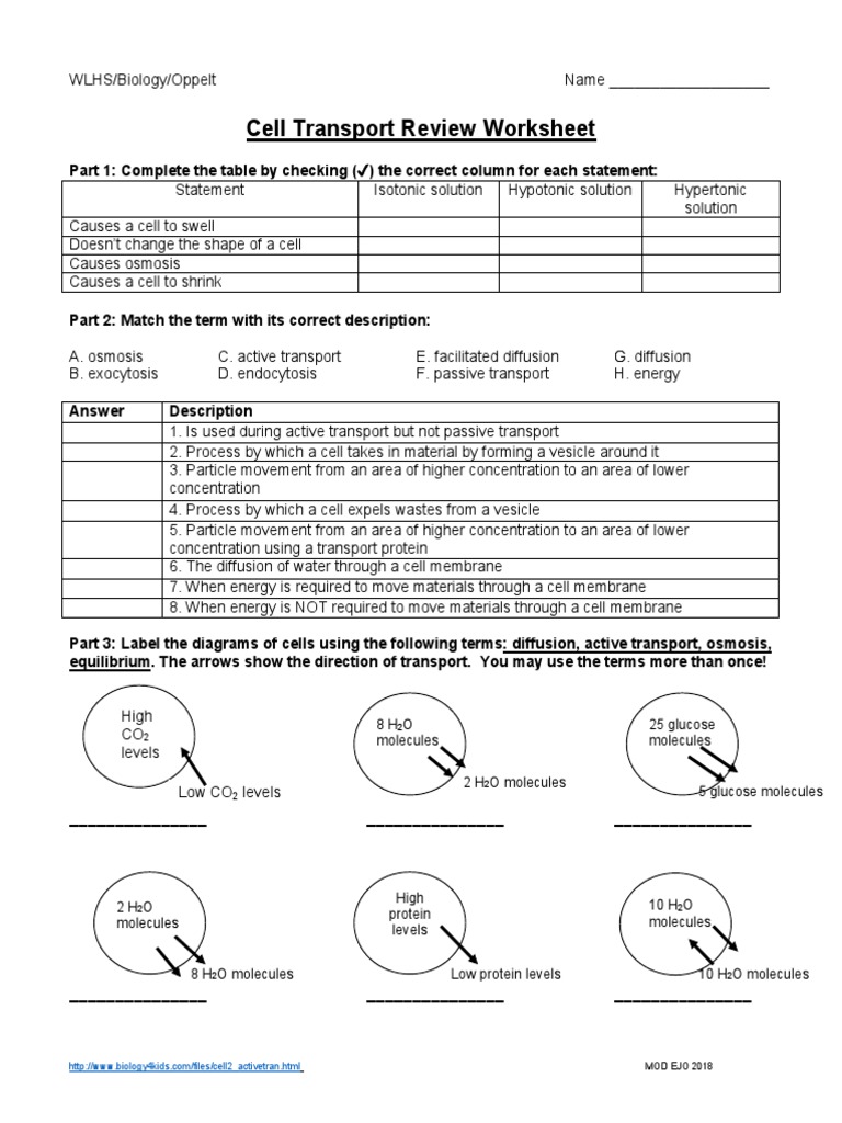 Handout - Cell Transport Review Worksheet | PDF | Osmosis | Biophysics