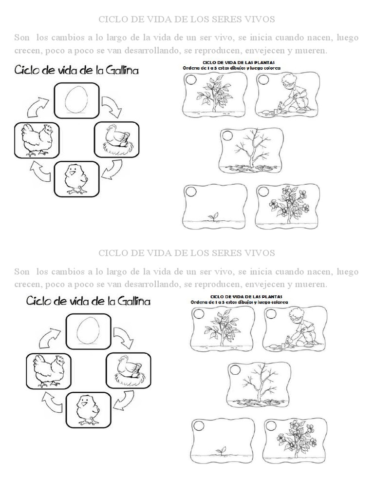 Ciclo de Vida de Los Seres Vivos | PDF