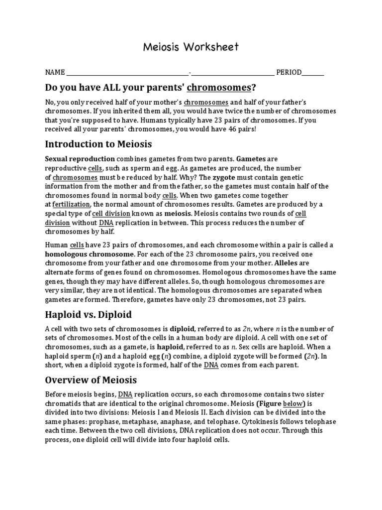 Biology Meiosis Worksheet | PDF | Meiosis | Mitosis