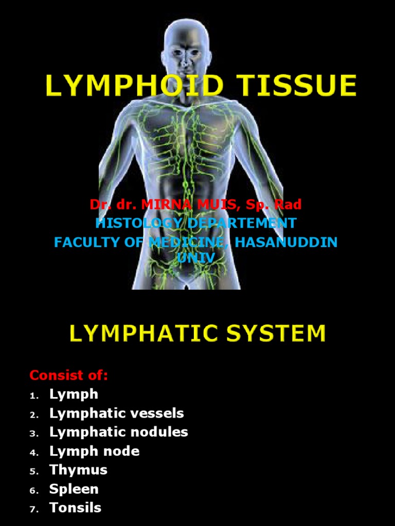 Histology of Lymphoid Organ PDF | PDF | Lymph Node | Lymphatic System