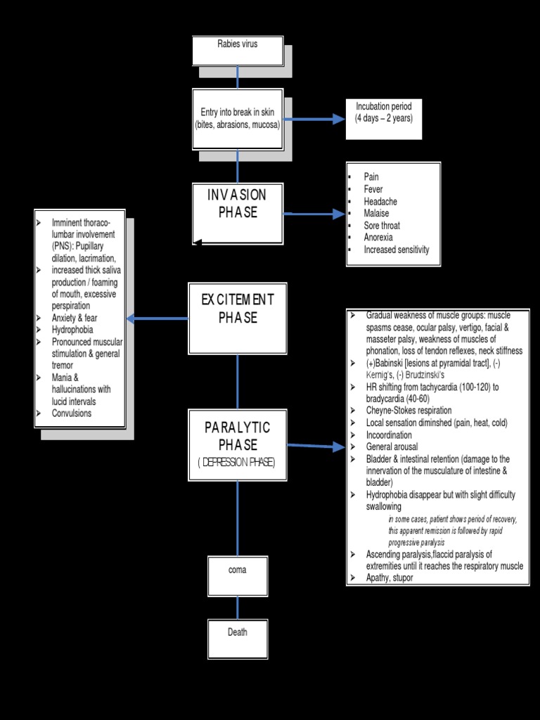 Rabies Pathophysiology | PDF | Rabies | Physiology