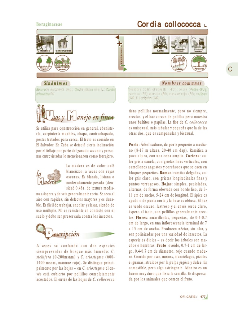 Cordia Collococca | PDF | Arboles | Ramas de la botánica