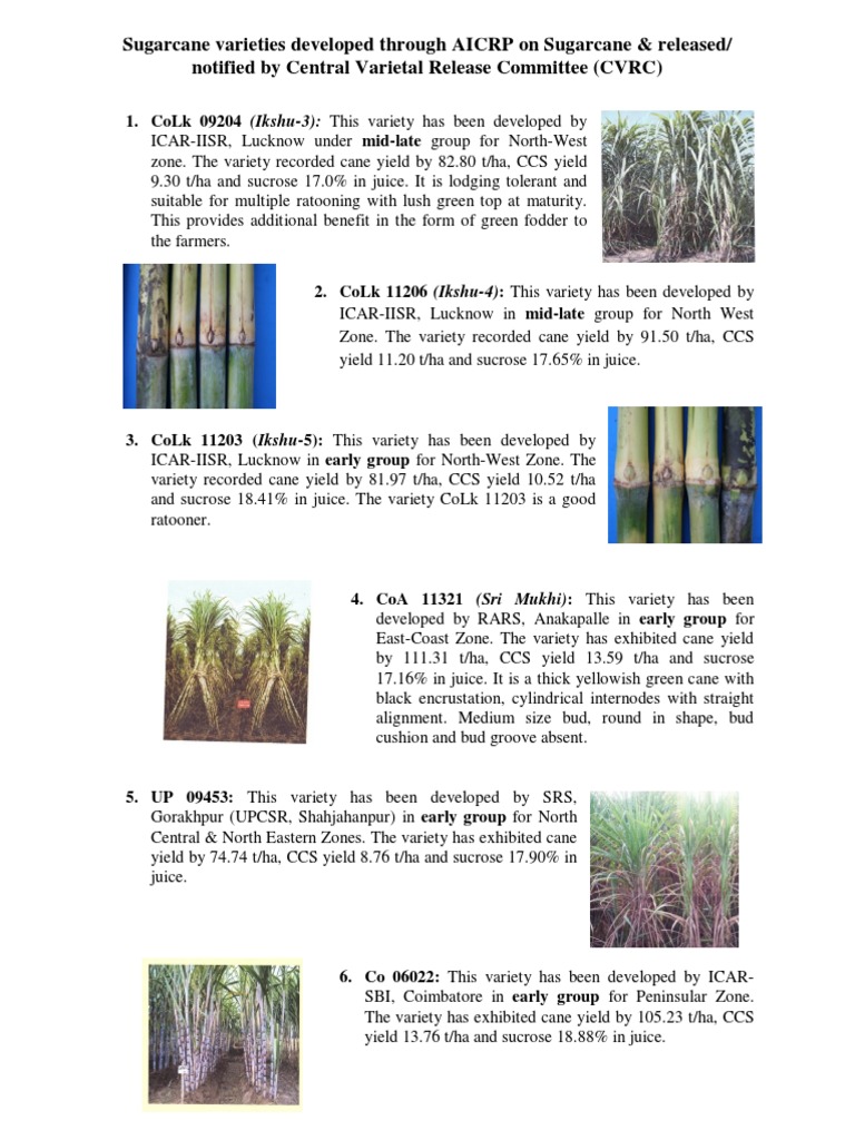 New sugarcane varieties developed and released in India | PDF