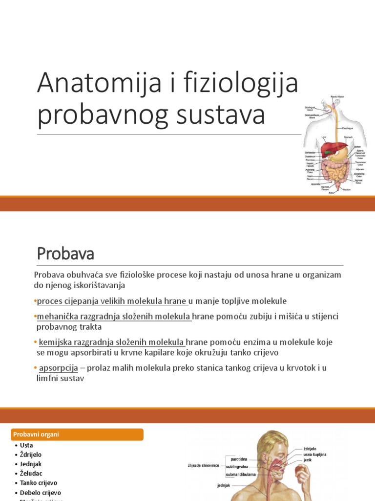P1. Anatomija I Fiziologija Probavnog Sustava | PDF