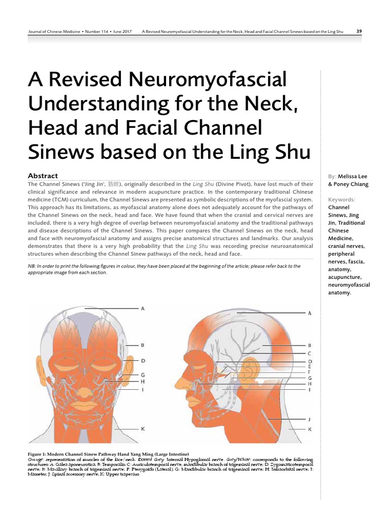 A Revised Neuromyofascial Understanding For The Neck Head and Facial ...