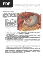 Anatomía del Peritoneo y sus Estructuras | PDF | Abdomen | Peritoneo