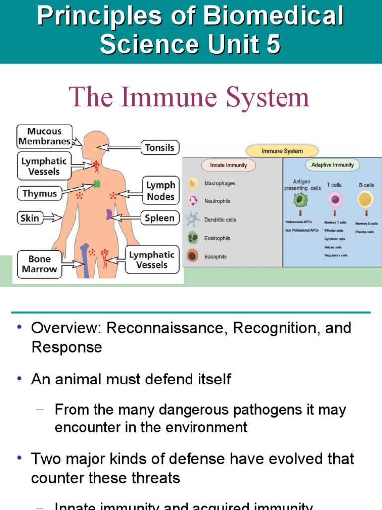 The Immune System: Powerpoint Lectures For | PDF | Cytotoxic T Cell | T ...