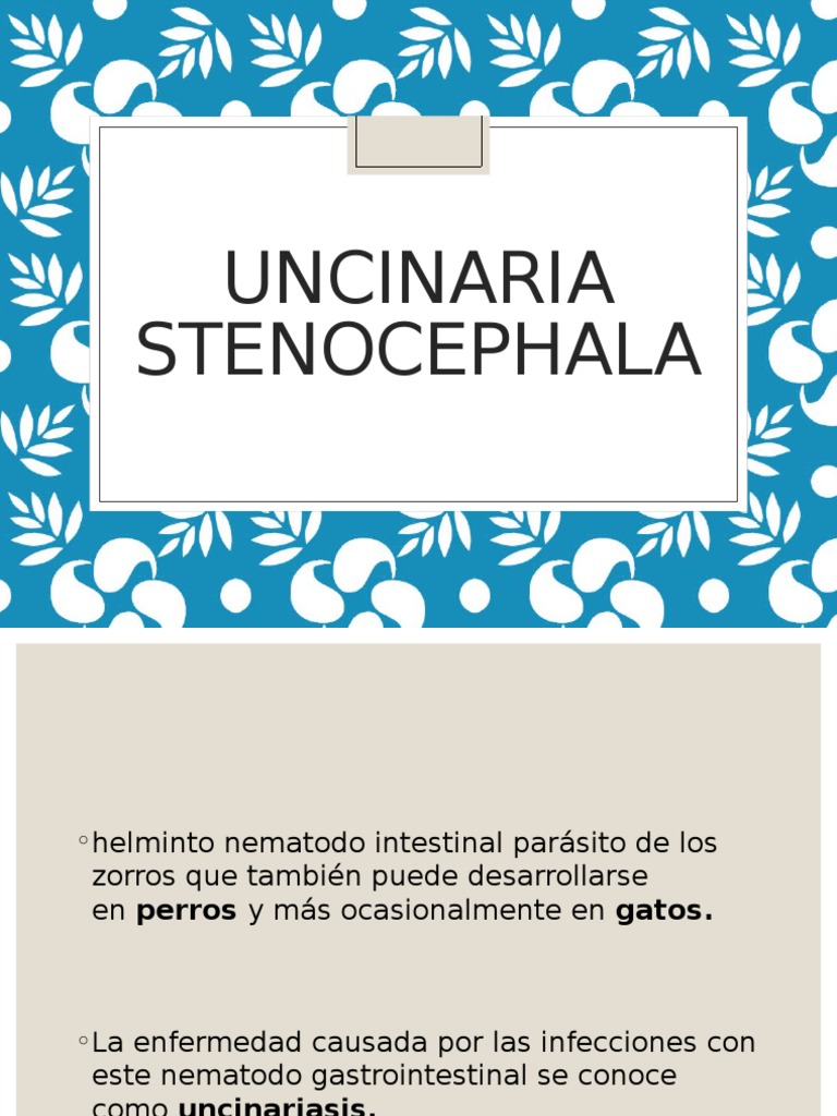 Uncinaria Stenocephala | PDF | Nematodo | Heces