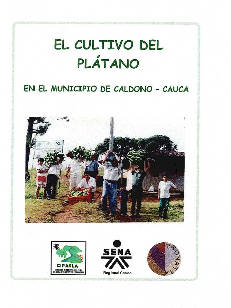 Manejo Del Cultivo de Platano PDF | PDF