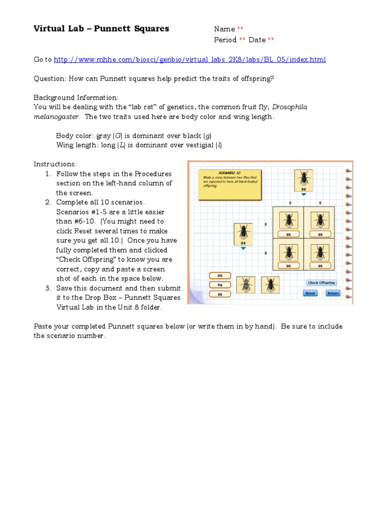 Virtual Lab - Punnett Squares: Melanogaster. The Two Traits Used Here ...