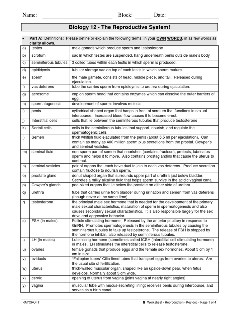 Biology 12: Reproductive System Basics | PDF | Menstrual Cycle ...