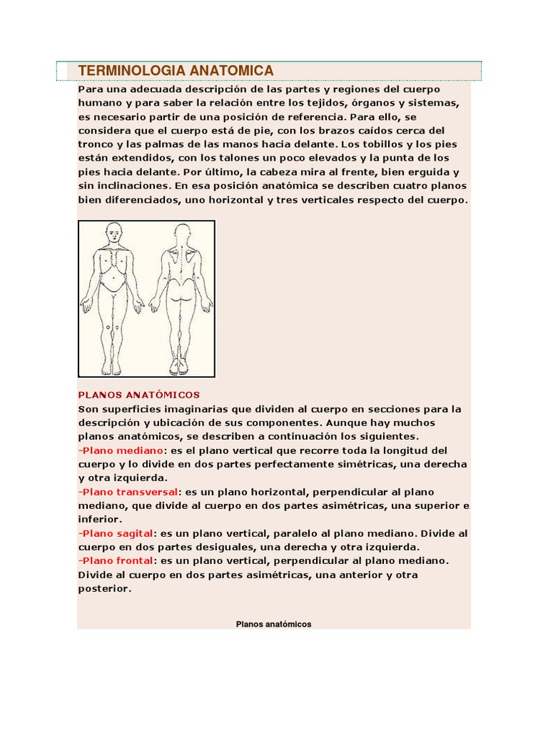 Terminologia Anatomica PDF | PDF | Términos anatómicos de ubicación ...